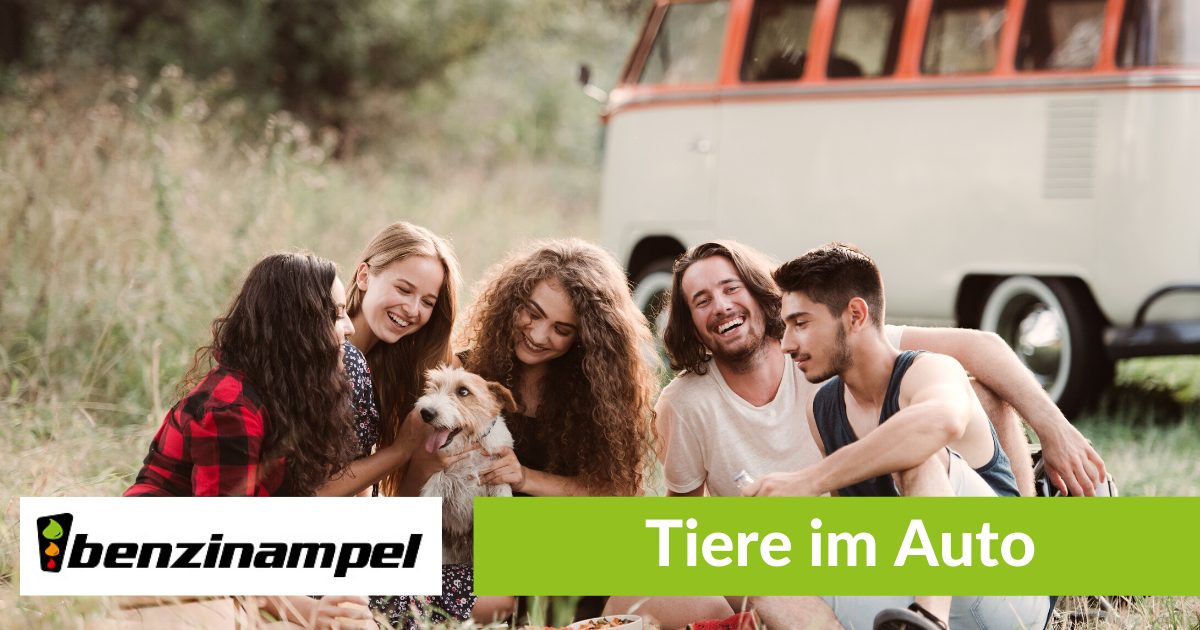 Tiere im Auto richtig transportieren - Benzinampel Blog
